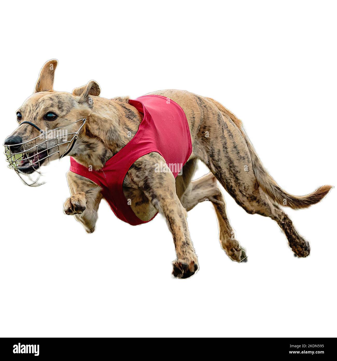 Dog running in field and chasing at full speed on competition straight ...