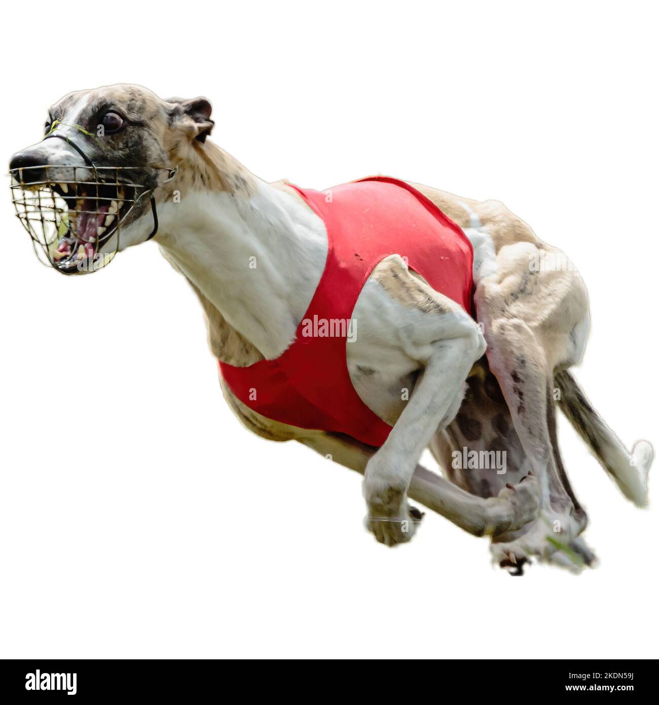 Dog running in field and chasing at full speed on competition straight ...