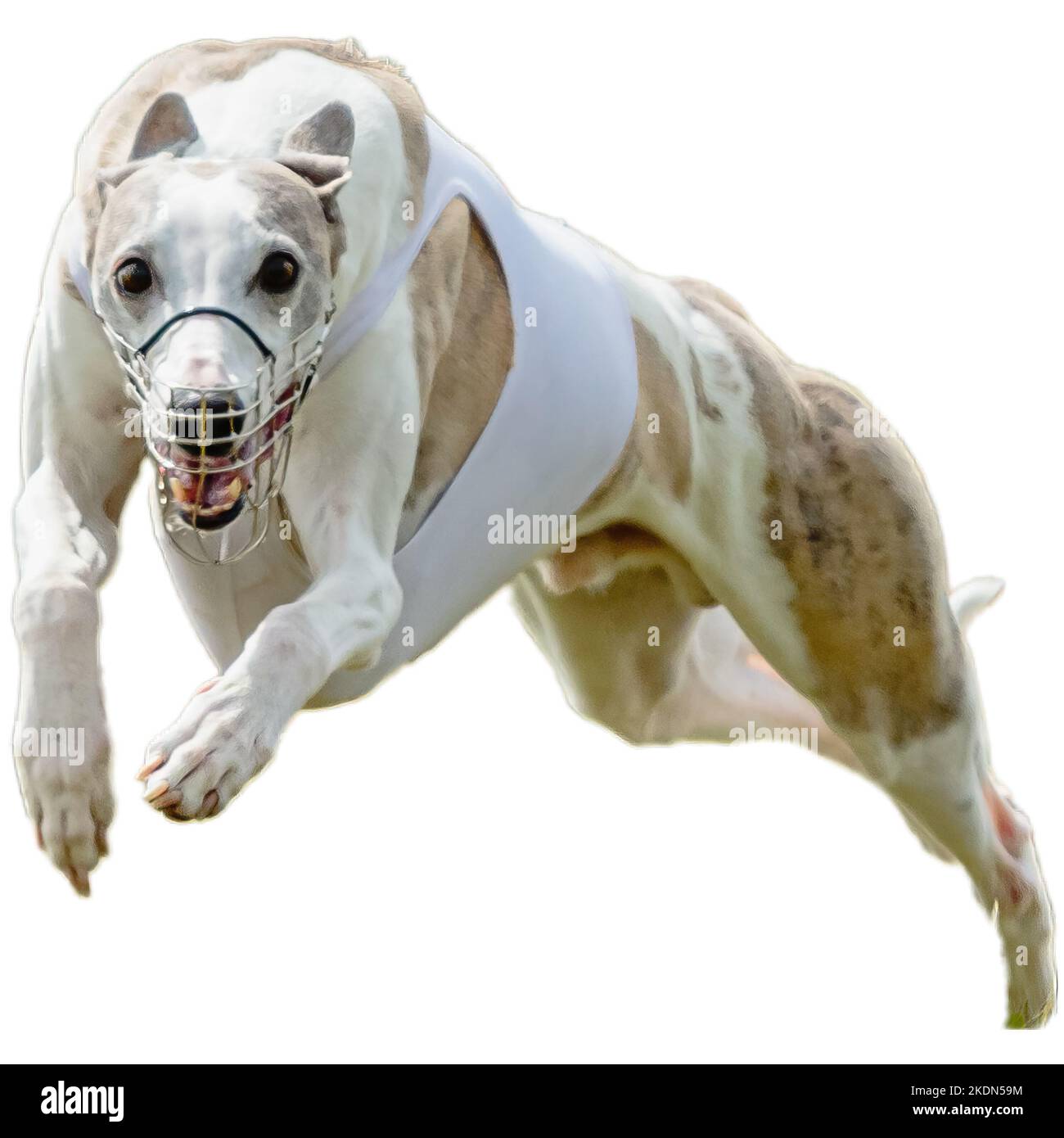 Dog running in field and chasing at full speed on competition straight ...