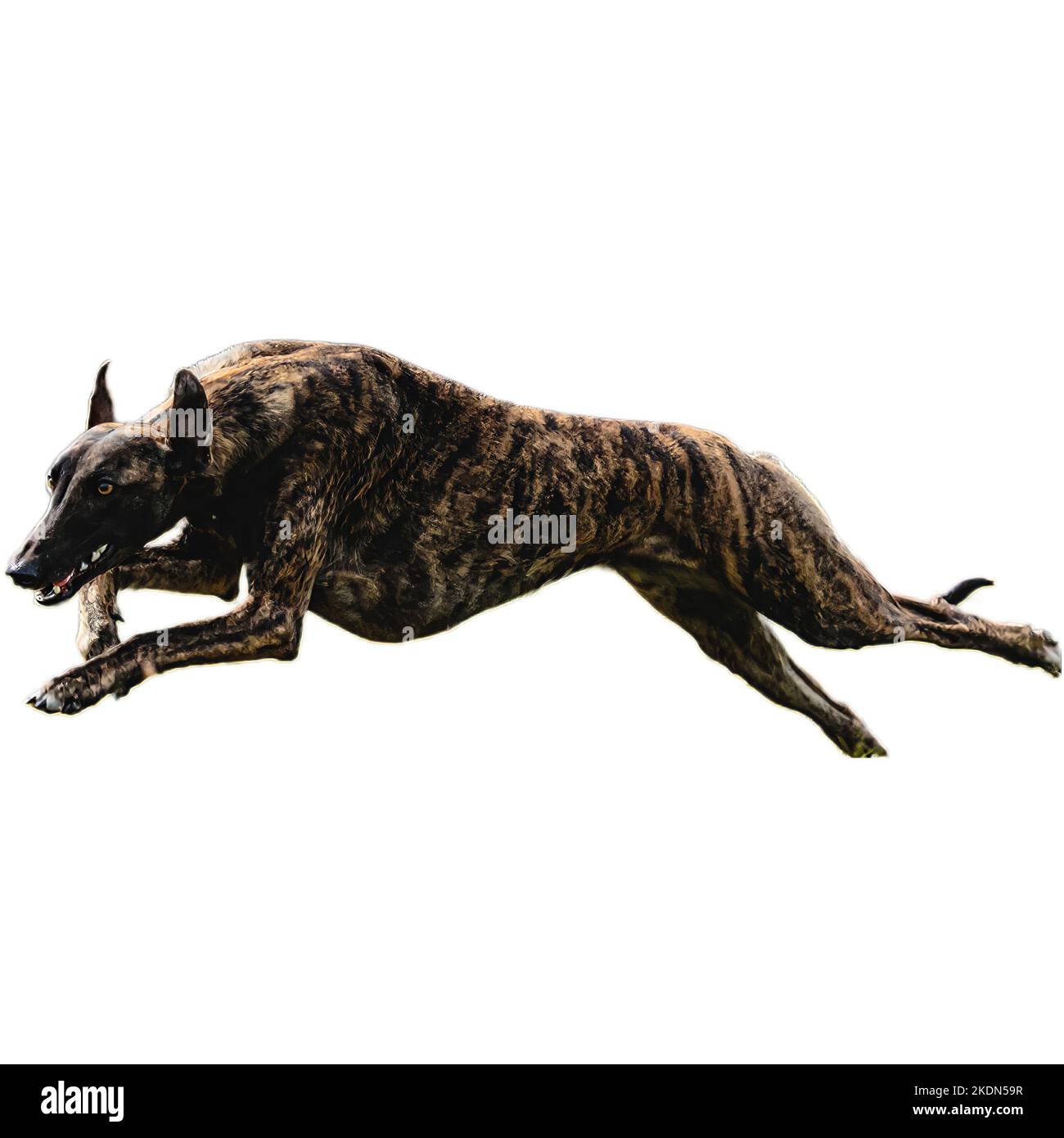 Dog running in field and chasing at full speed on competition straight ...