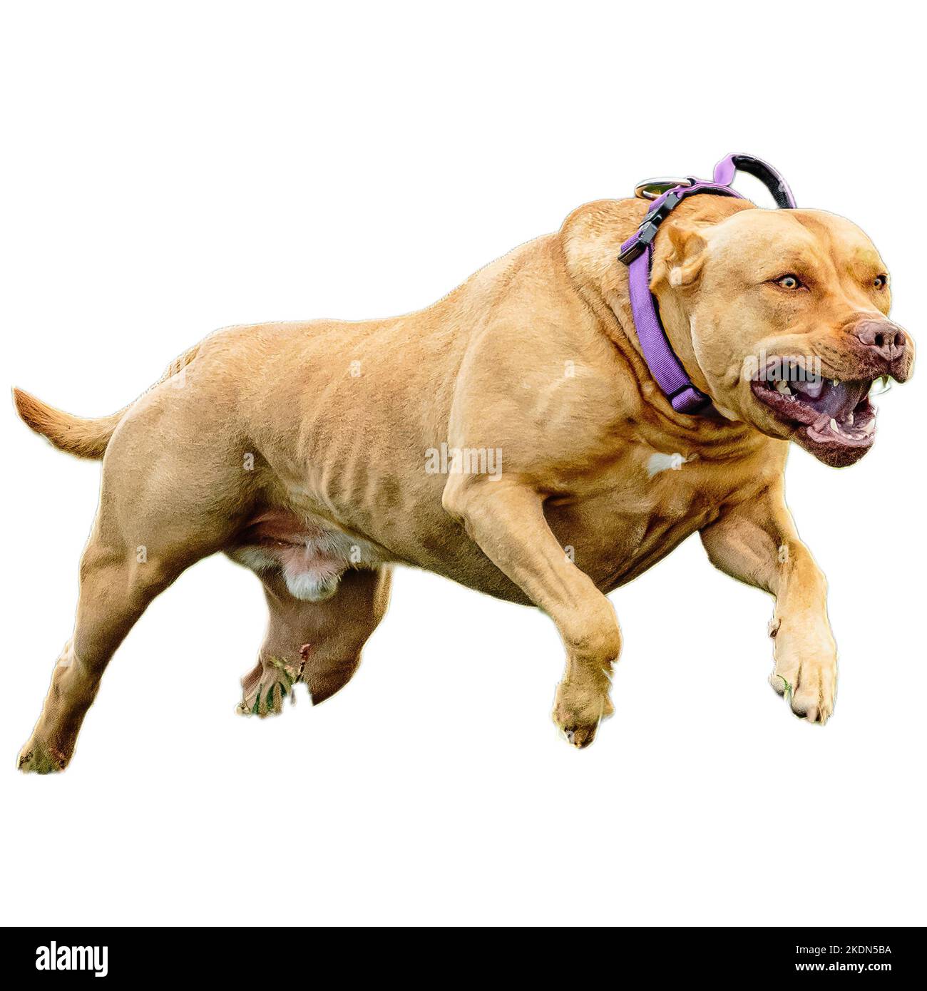 Dog running in field and chasing at full speed on competition straight ...