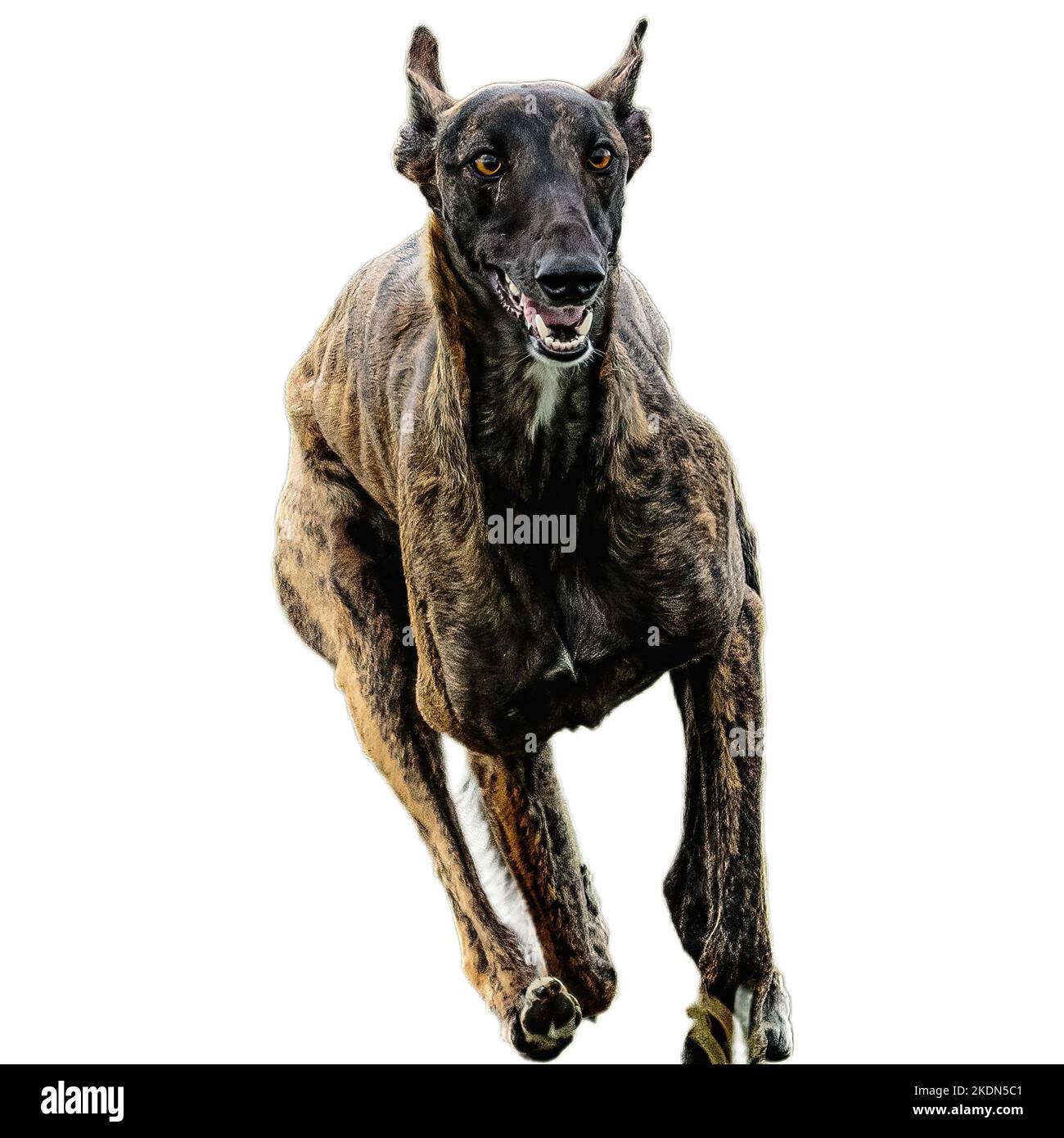 Dog running in field and chasing at full speed on competition straight ...