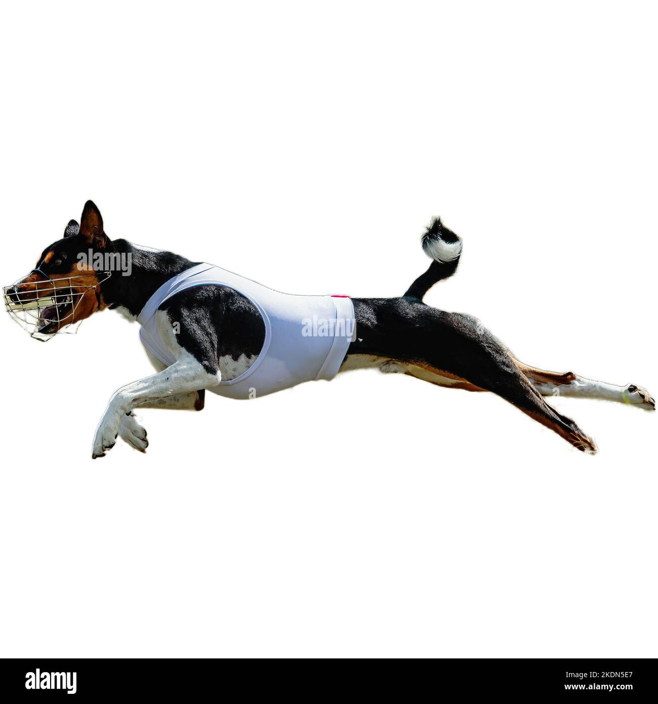 Dog running in field and chasing at full speed on competition straight ...