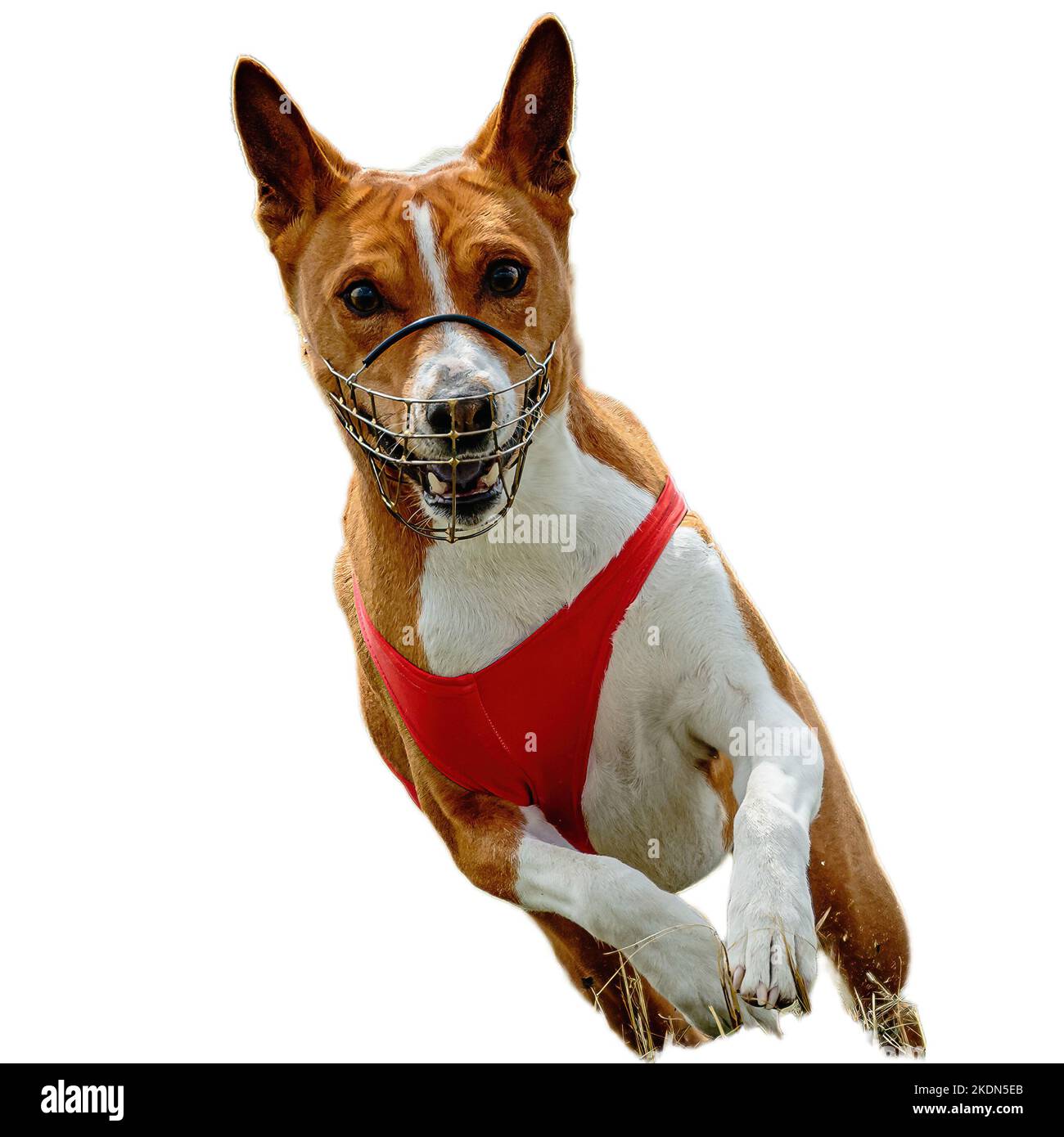 Dog running in field and chasing at full speed on competition straight ...