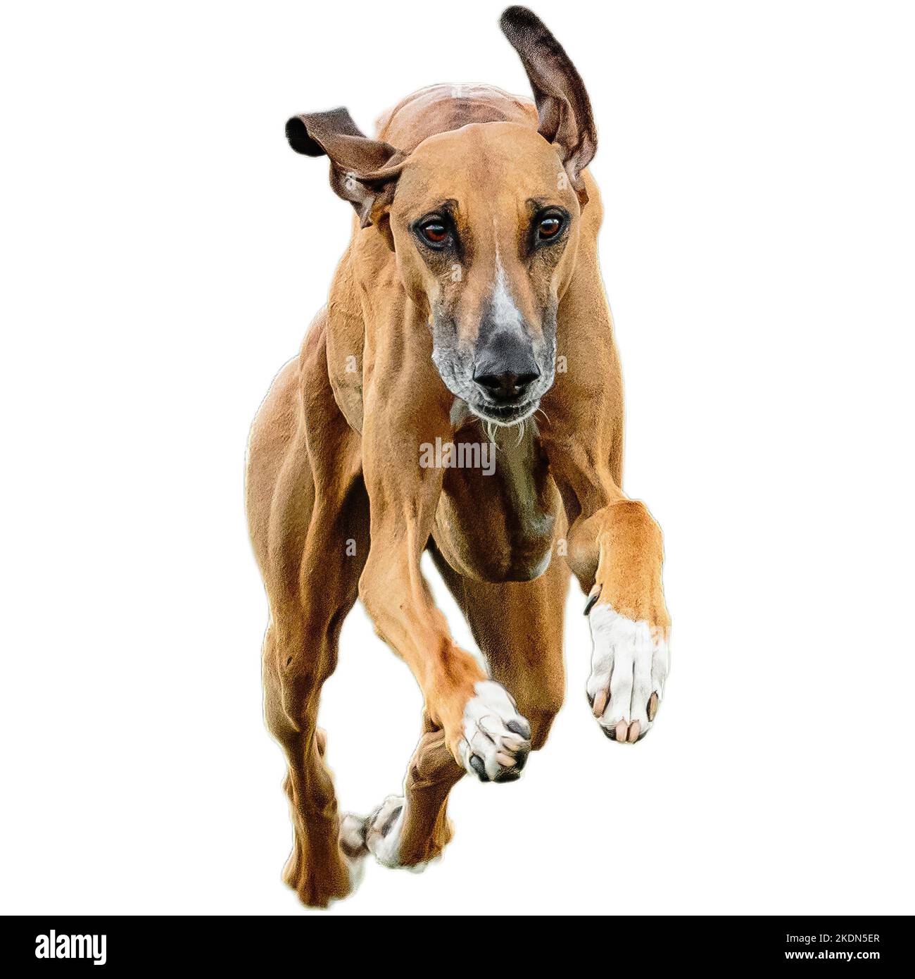 Dog running in field and chasing at full speed on competition straight ...