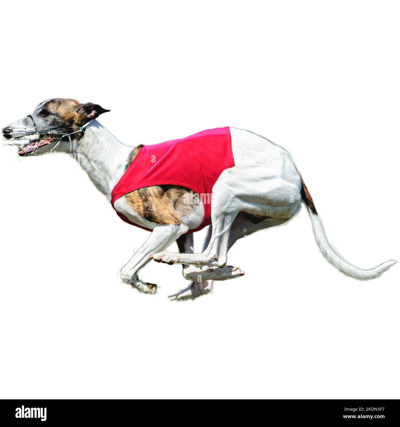 Dog running in field and chasing at full speed on competition straight ...