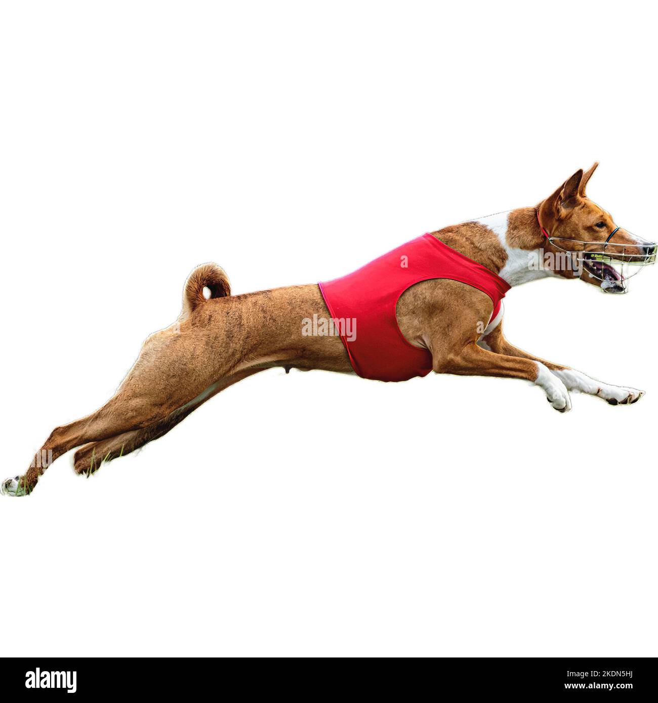 Dog running in field and chasing at full speed on competition straight ...