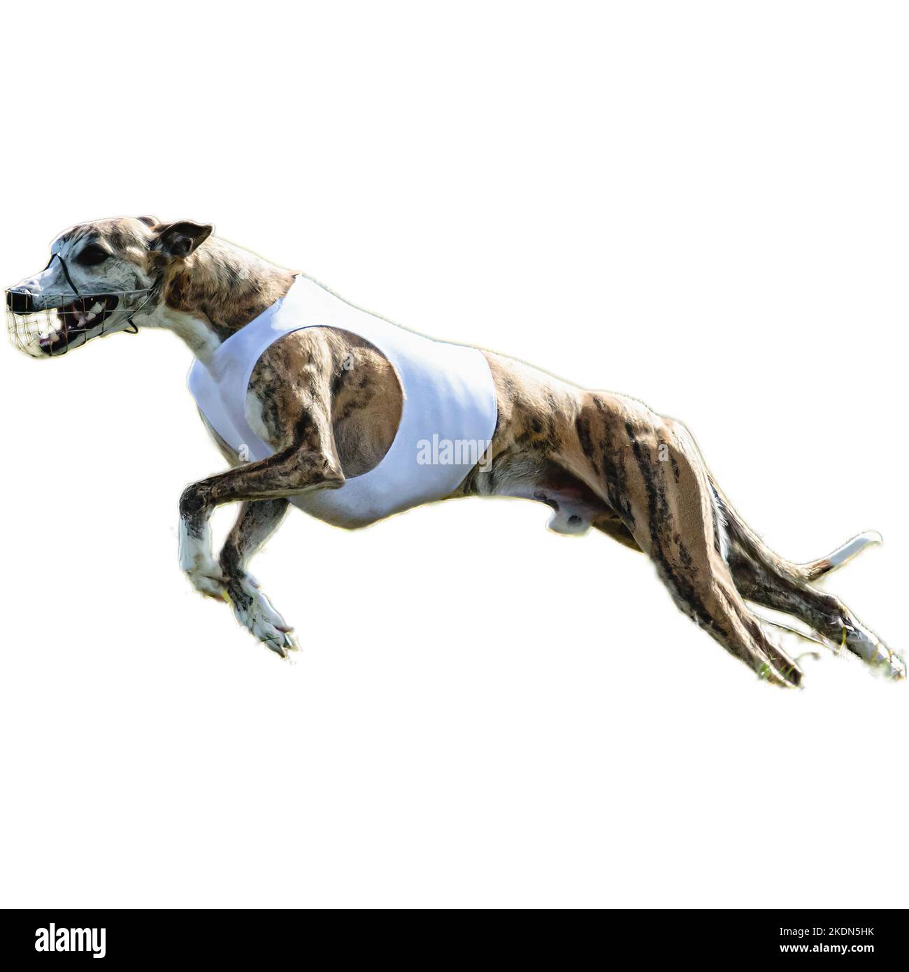 Dog running in field and chasing at full speed on competition straight ...