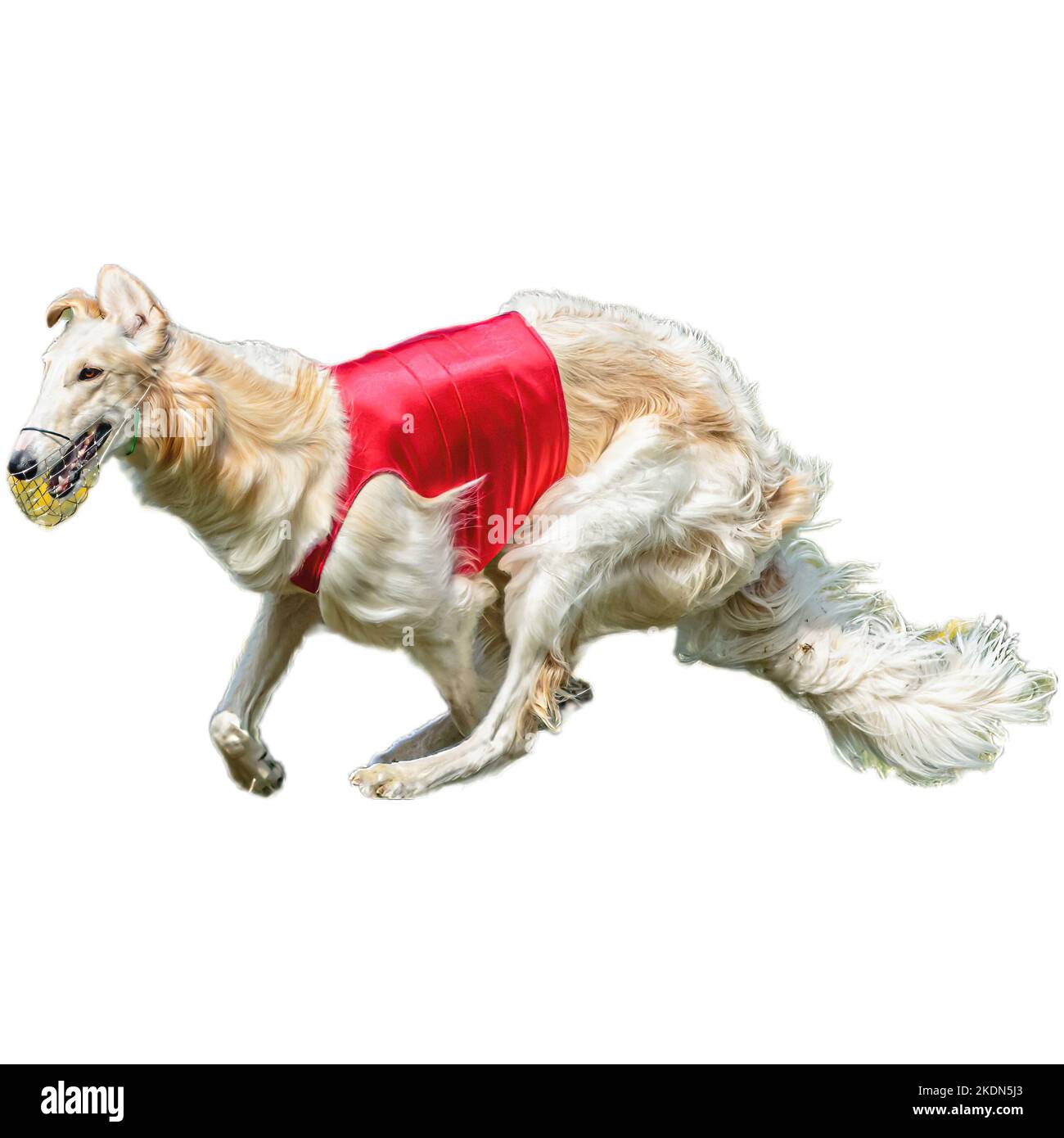 Dog running in field and chasing at full speed on competition straight ...