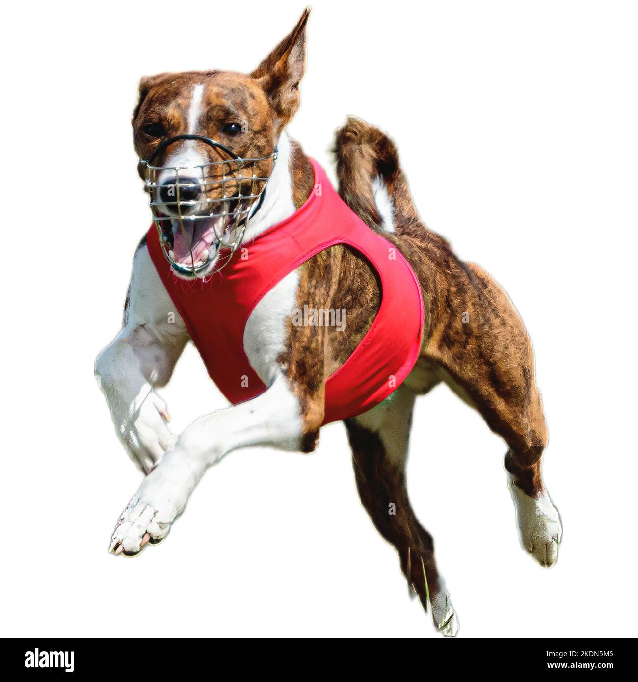 Dog running in field and chasing at full speed on competition straight ...