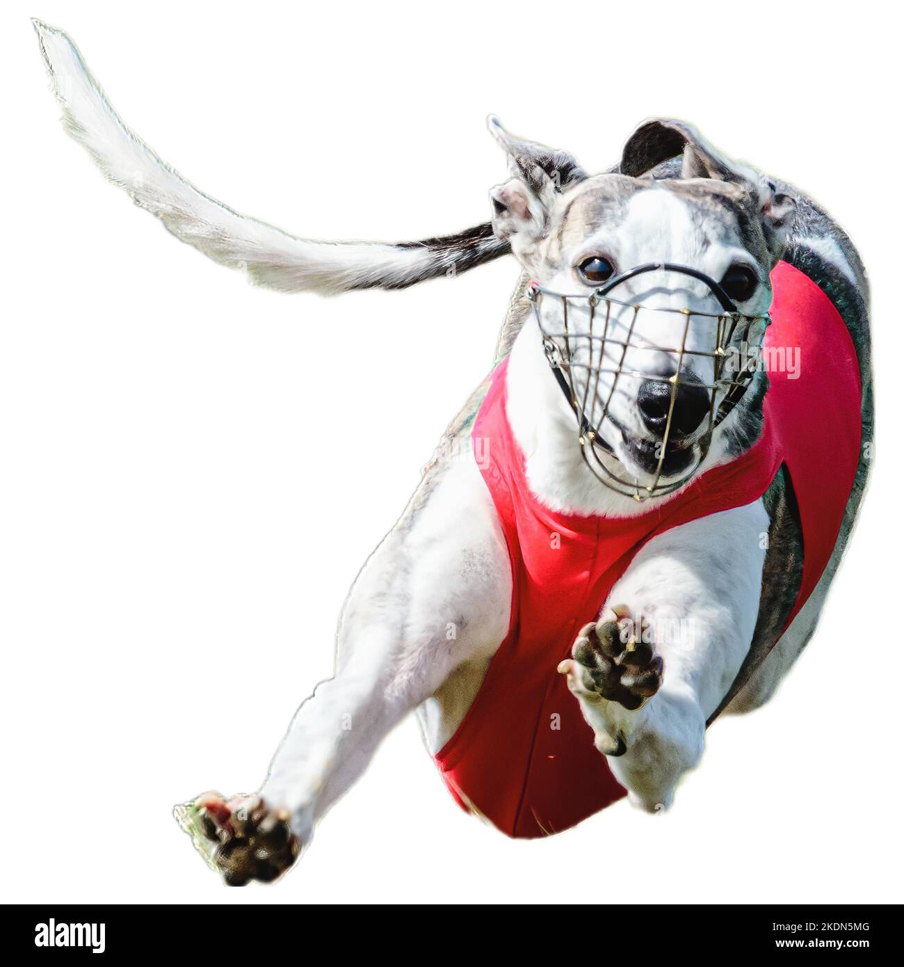 Dog running in field and chasing at full speed on competition straight ...