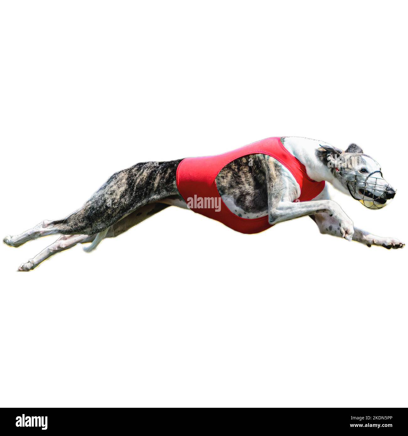 Dog running in field and chasing at full speed on competition straight ...