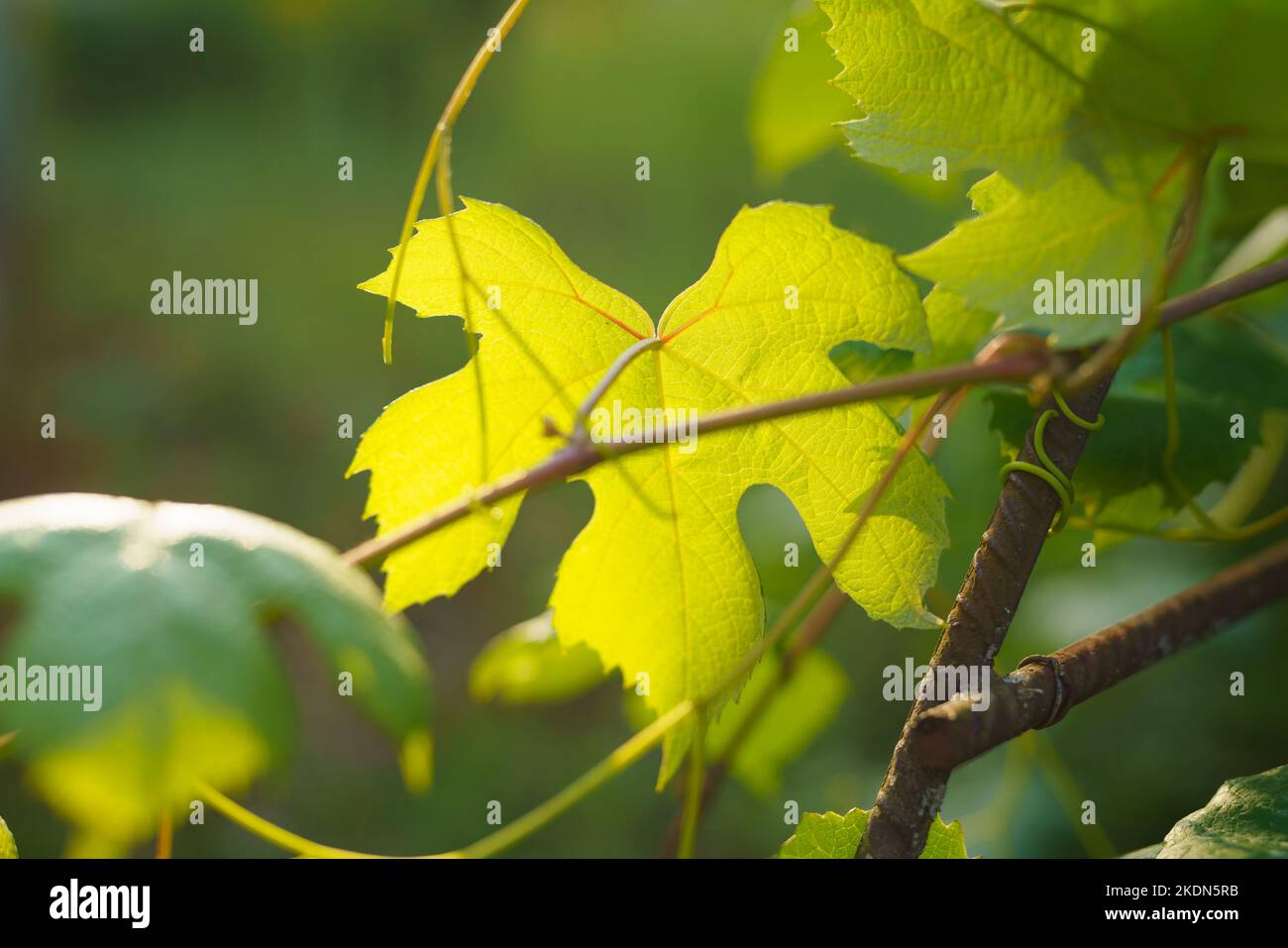 Young green common grape vine leaves close up in the garden. Early ...