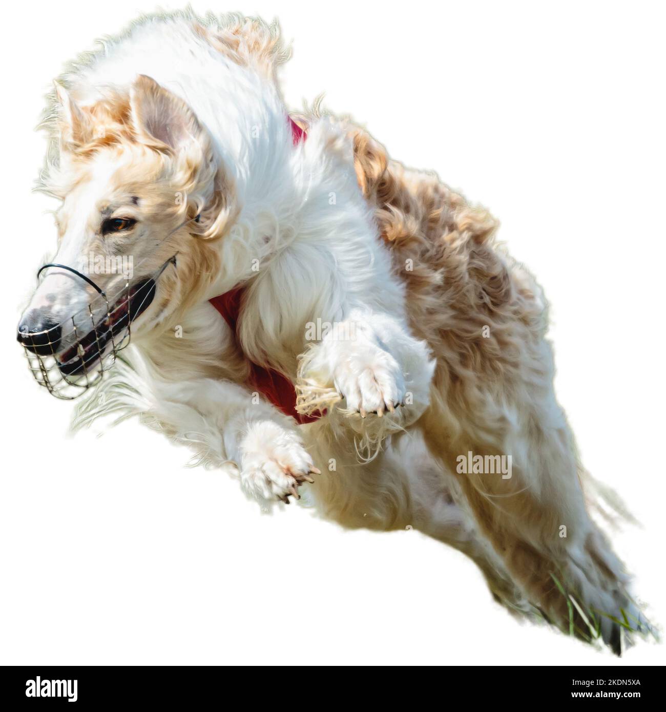 Dog running in field and chasing at full speed on competition straight ...