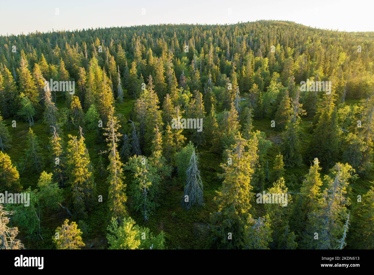 An aerial of an old-growth coniferous taiga forest in summery ...