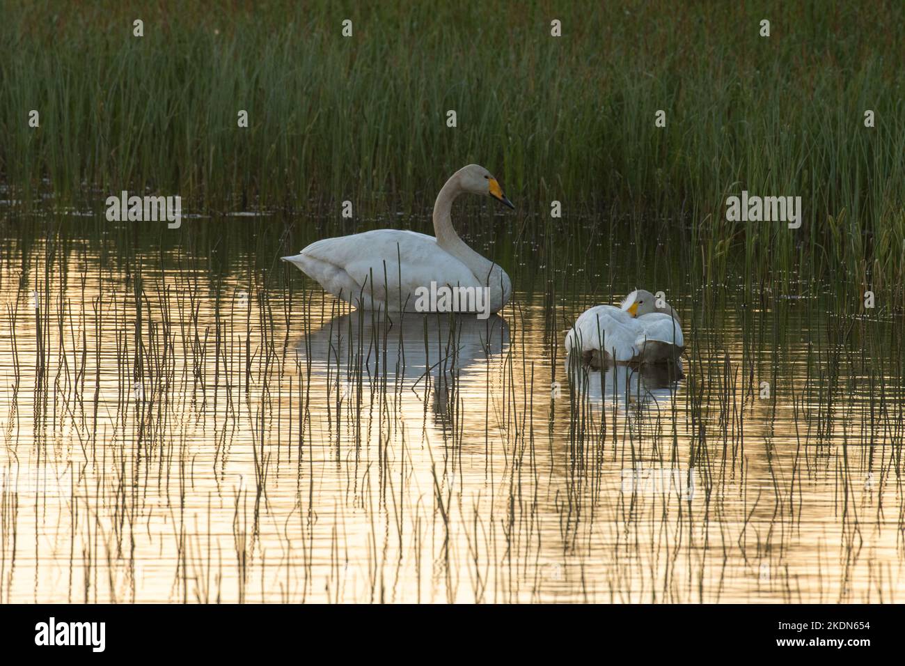 Whooper swan falling asleep on a summer night near Kuusamo, Northern ...