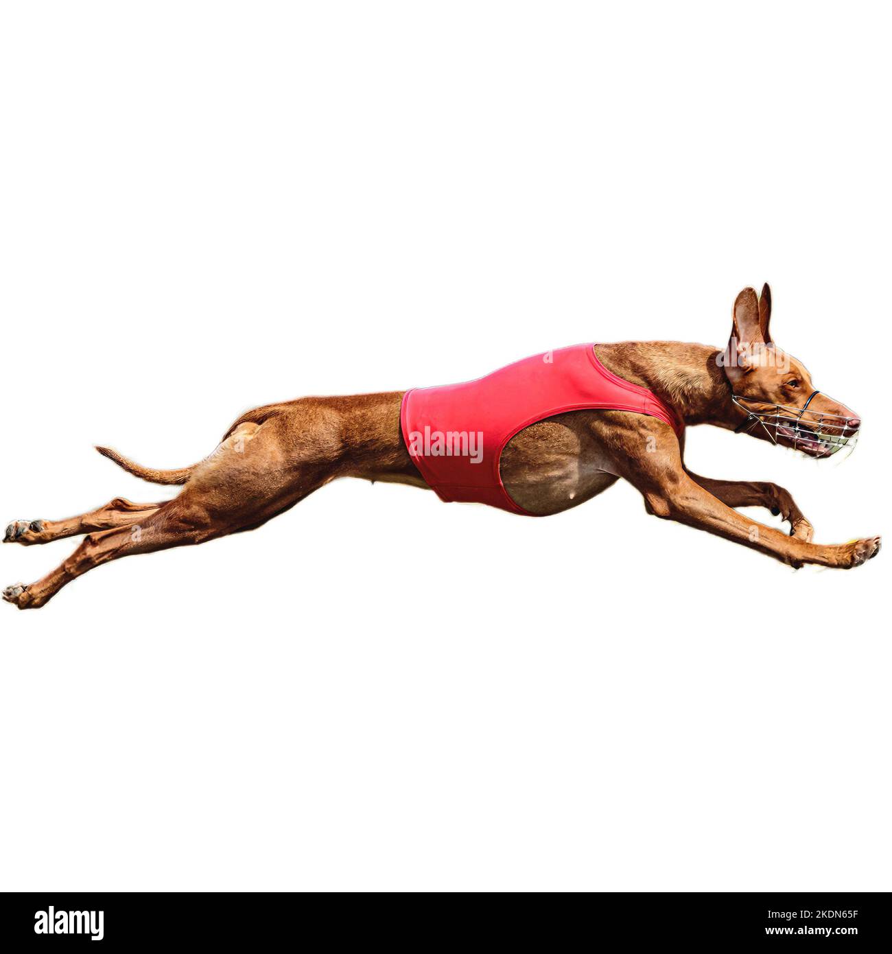 Dog running in field and chasing at full speed on competition straight ...