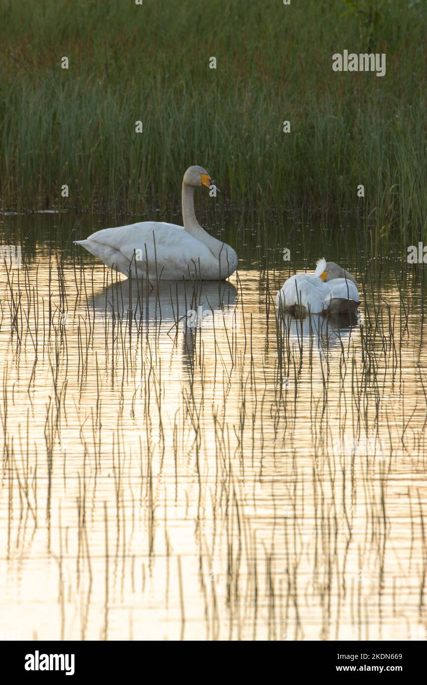 Whooper swan falling asleep on a summer night near Kuusamo, Northern ...