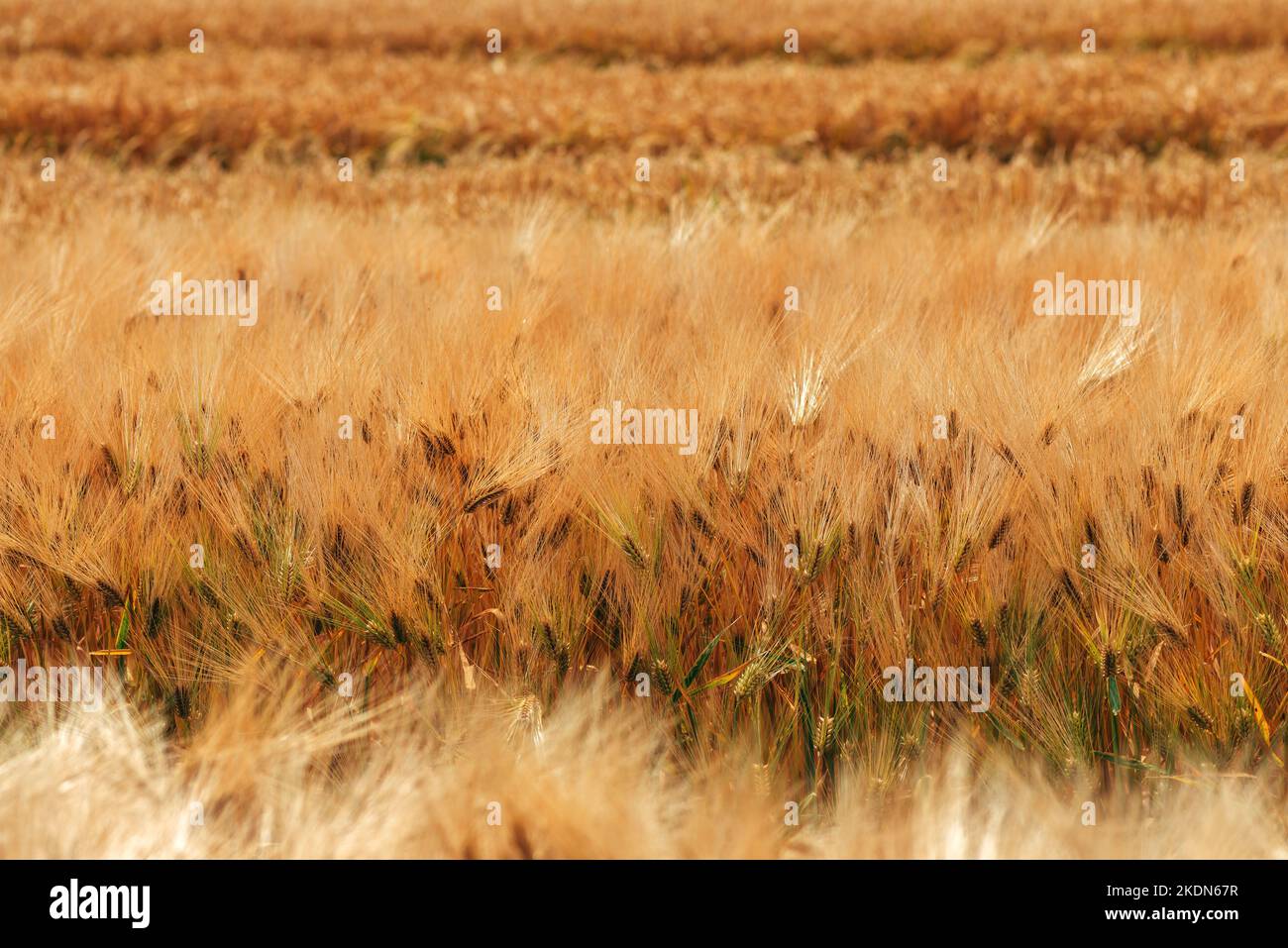 Barley crop hi-res stock photography and images - Alamy
