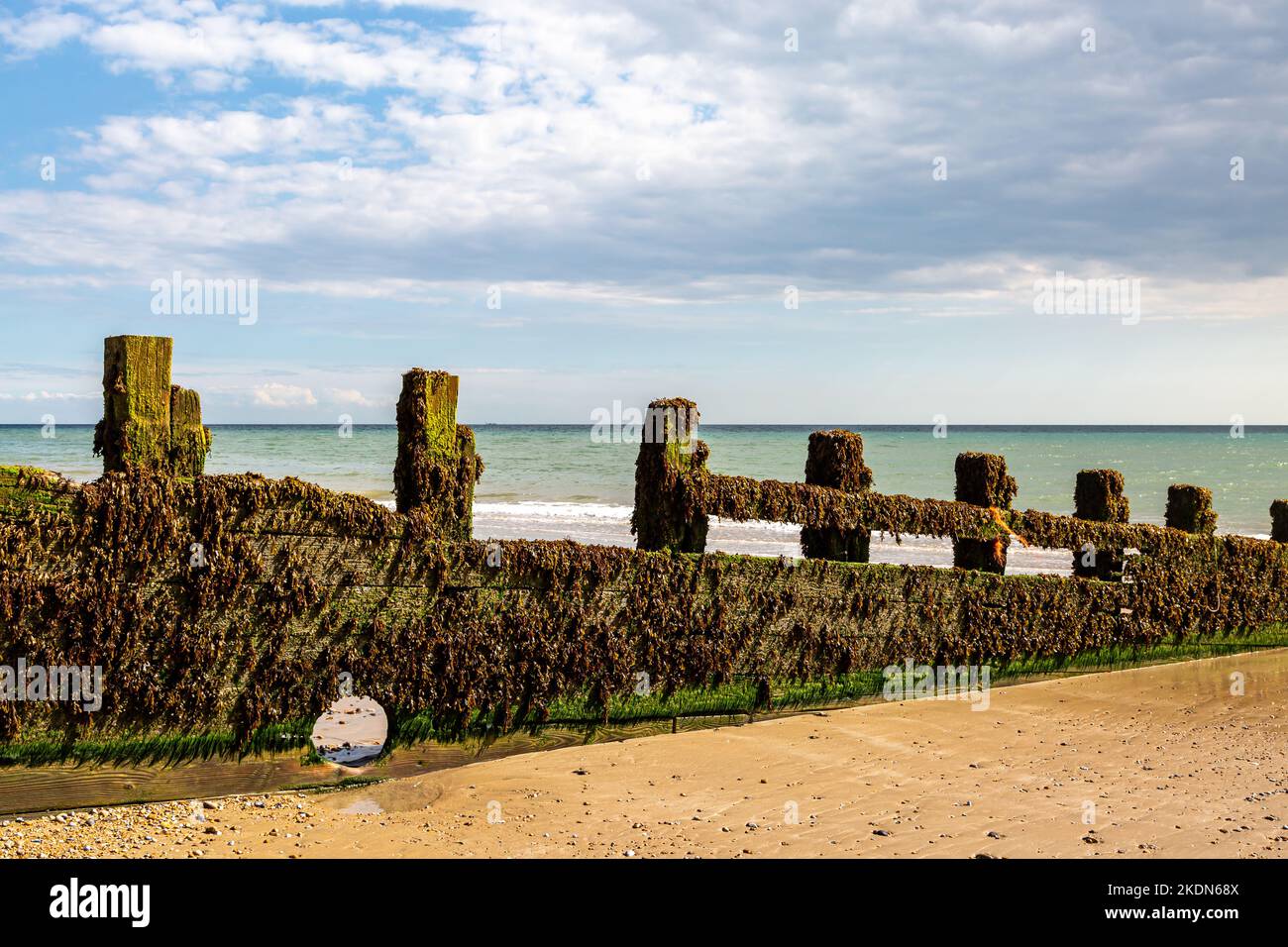 Seaweed covering a wooden groyne at low tide, at Camber Sands in East ...
