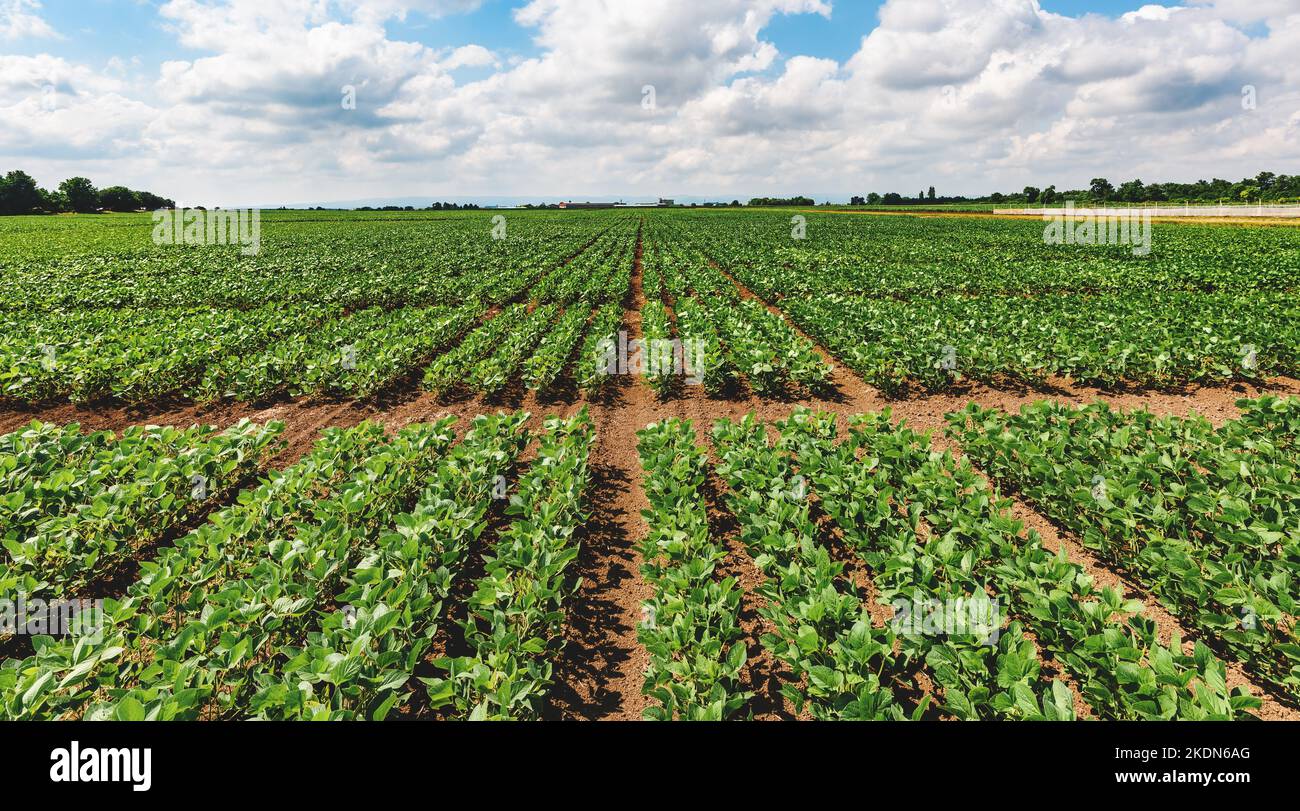 Young green soybean crop seedling plants in cultivated perfectly clean ...