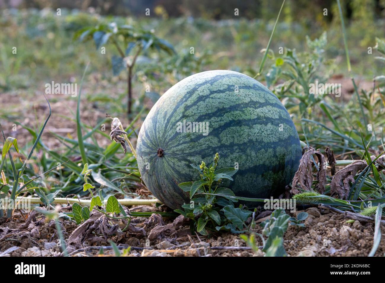 Watermelon in the garden. Closeup watermelon Stock Photo - Alamy