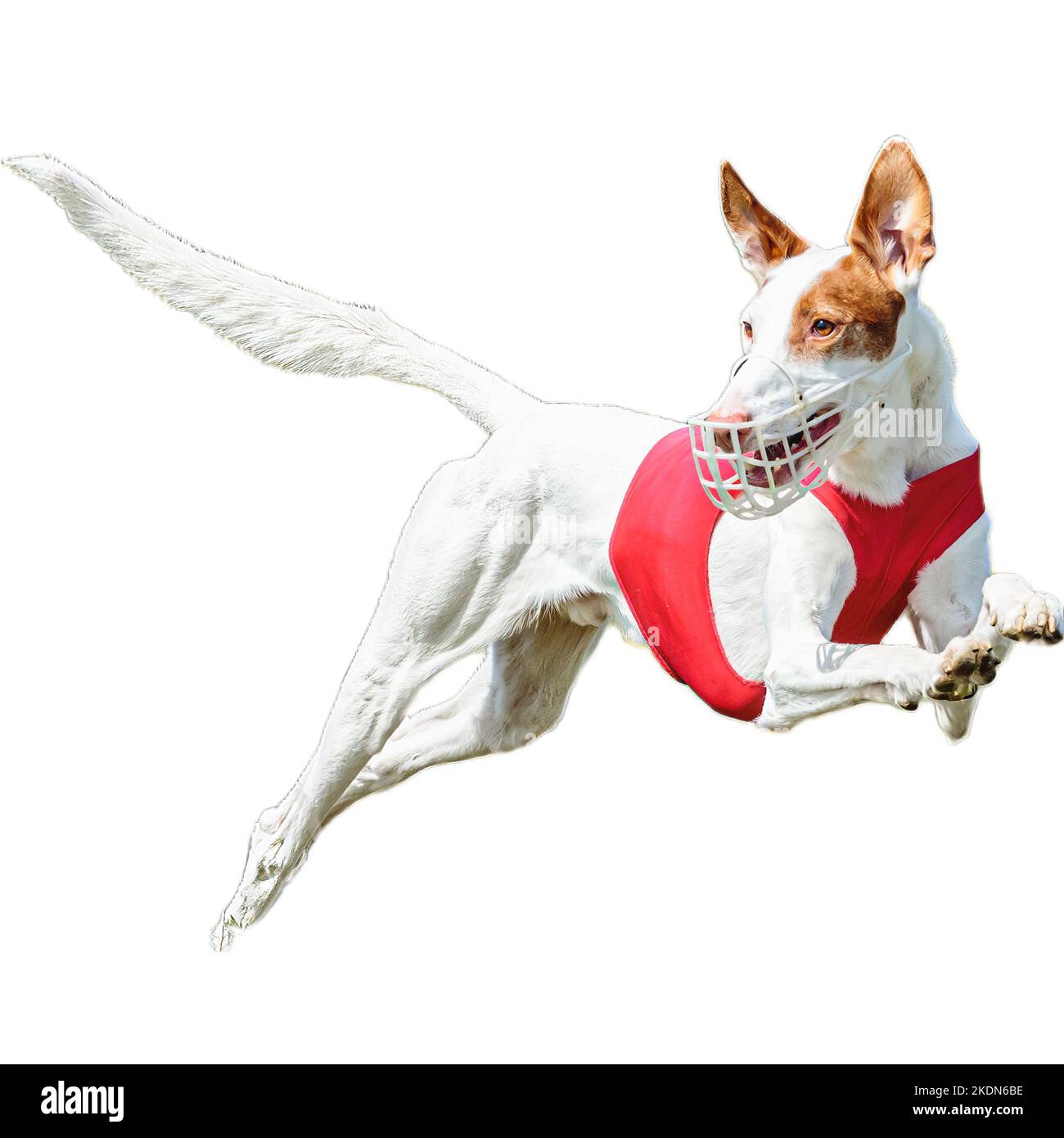 Dog running in field and chasing at full speed on competition straight ...