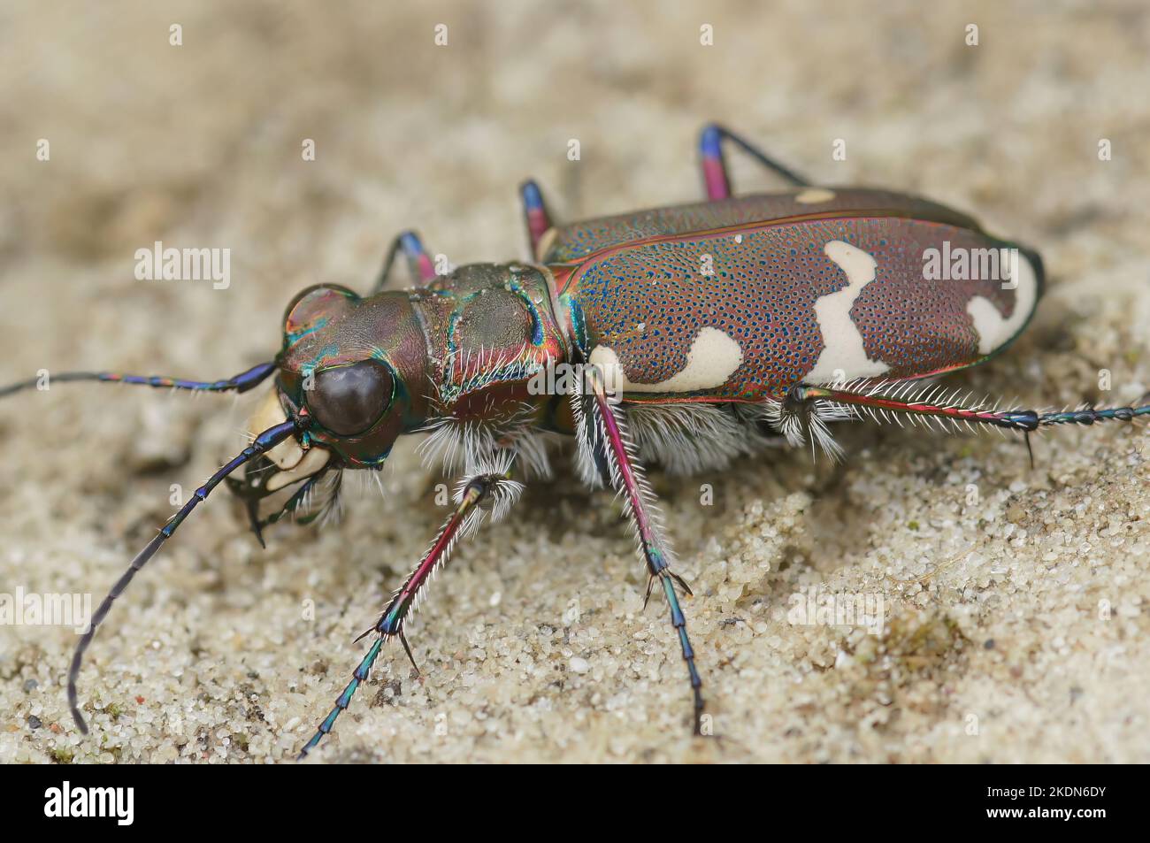 Detailed closeup on the Northern dune tiger beetle, Cicindela hybrida ...