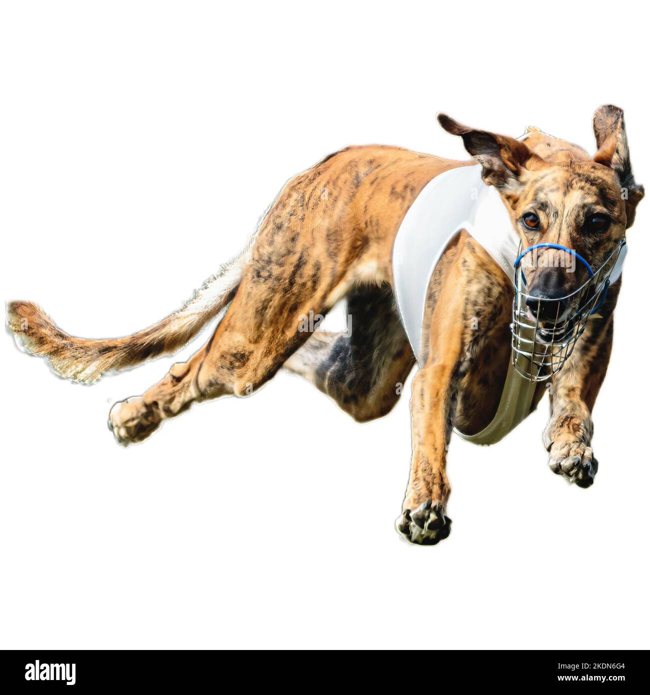 Dog running in field and chasing at full speed on competition straight ...