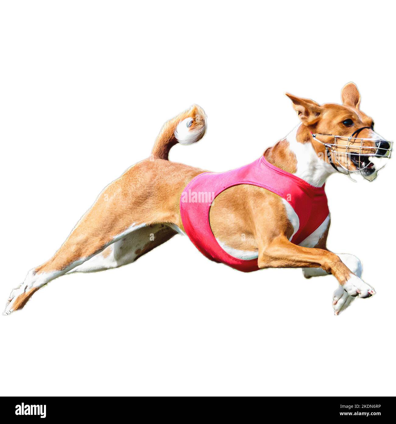 Dog running in field and chasing at full speed on competition straight ...