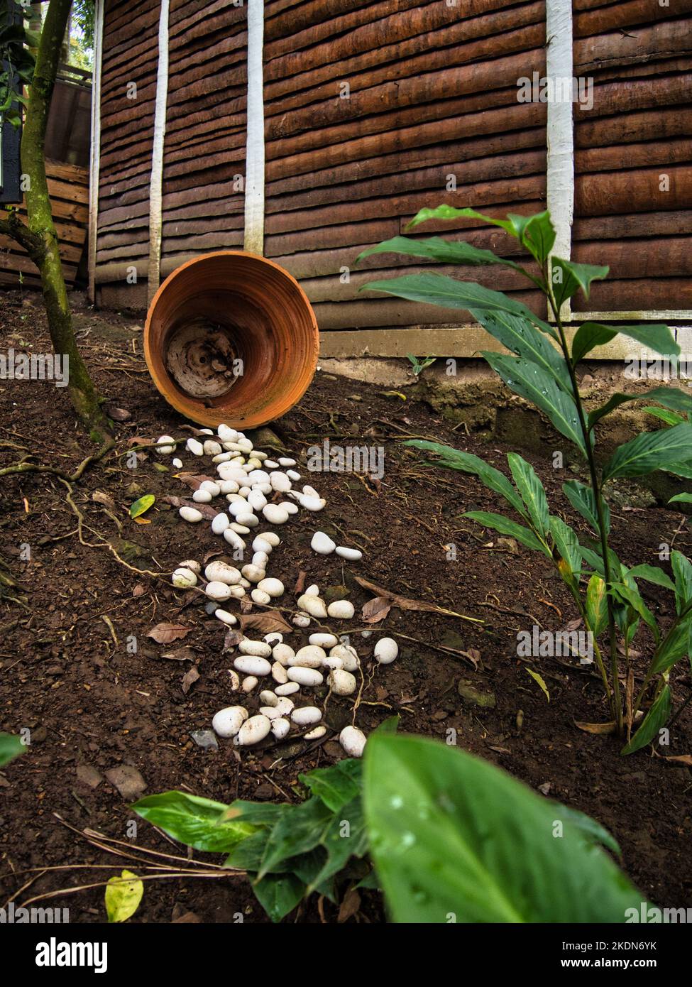 stones thrown in the field Stock Photo - Alamy