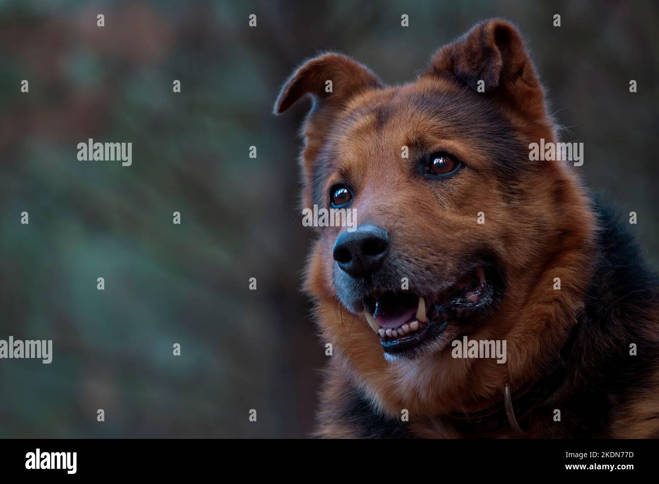 portrait of the face of a senior German Shepherd Dog. Smiling and ...