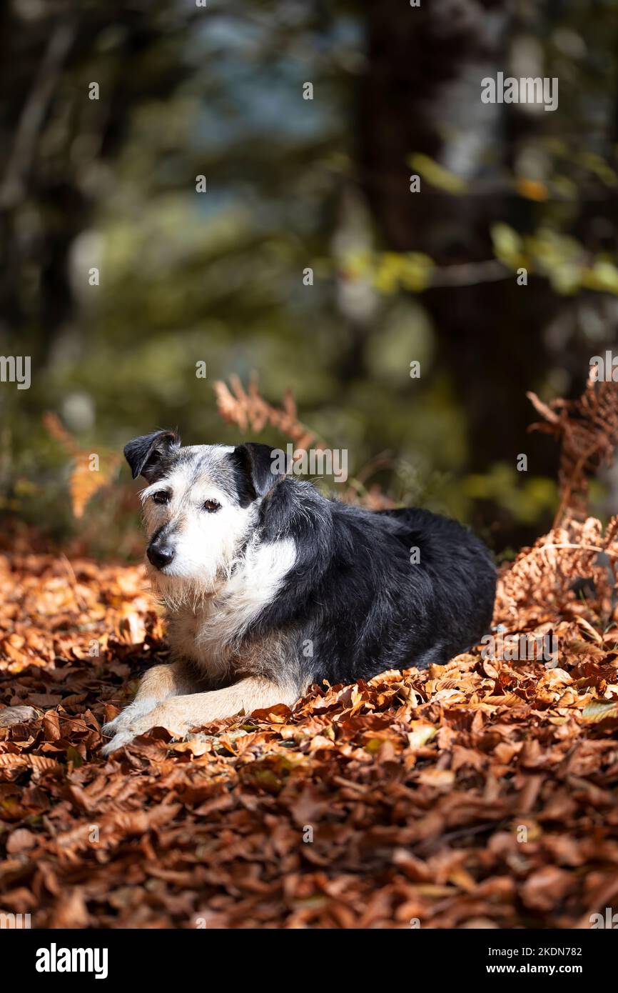 black and white dog, senior, medium size, lying on dry autumn leaves in ...