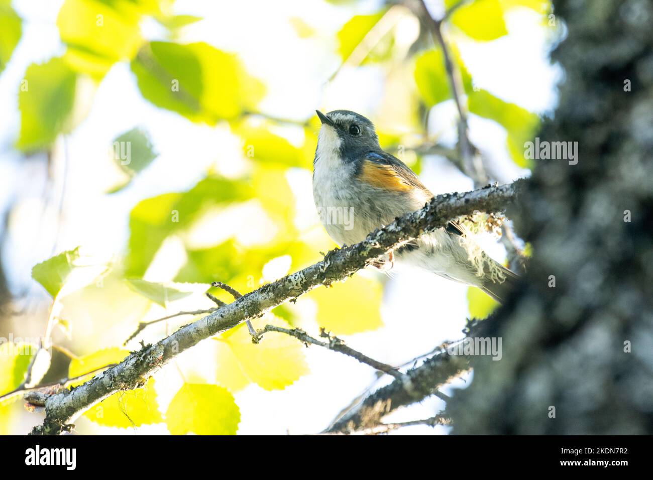 Beautiful Red-flanked bluetail, Tarsiger cyanurus perched in a summery ...