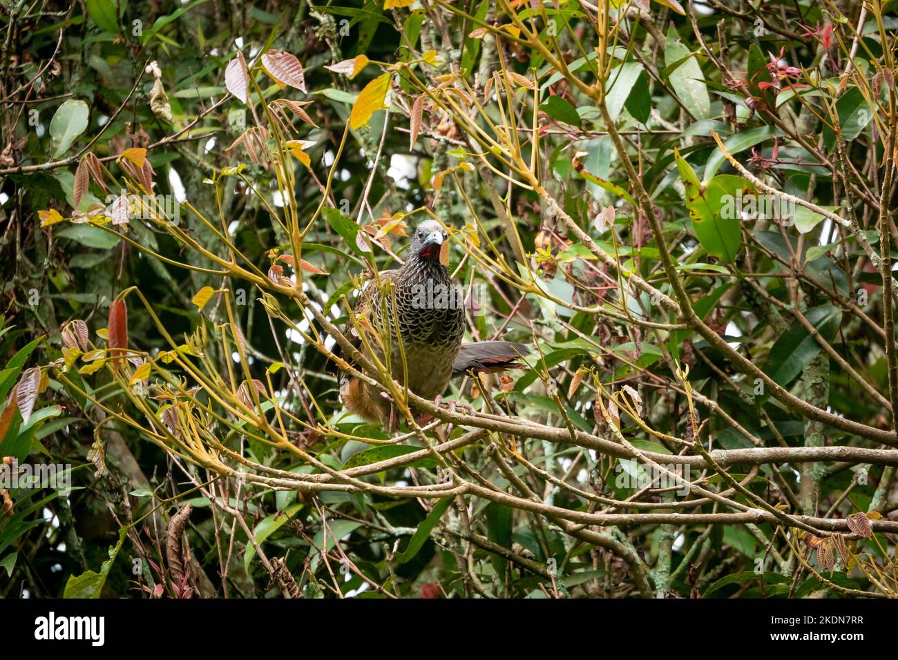 Chachalaca, Galliform Bird Poses on a Tree Branch Stock Photo - Alamy