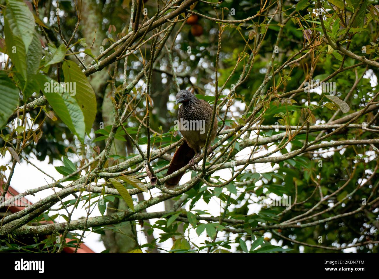 Galliform bird hi-res stock photography and images - Alamy