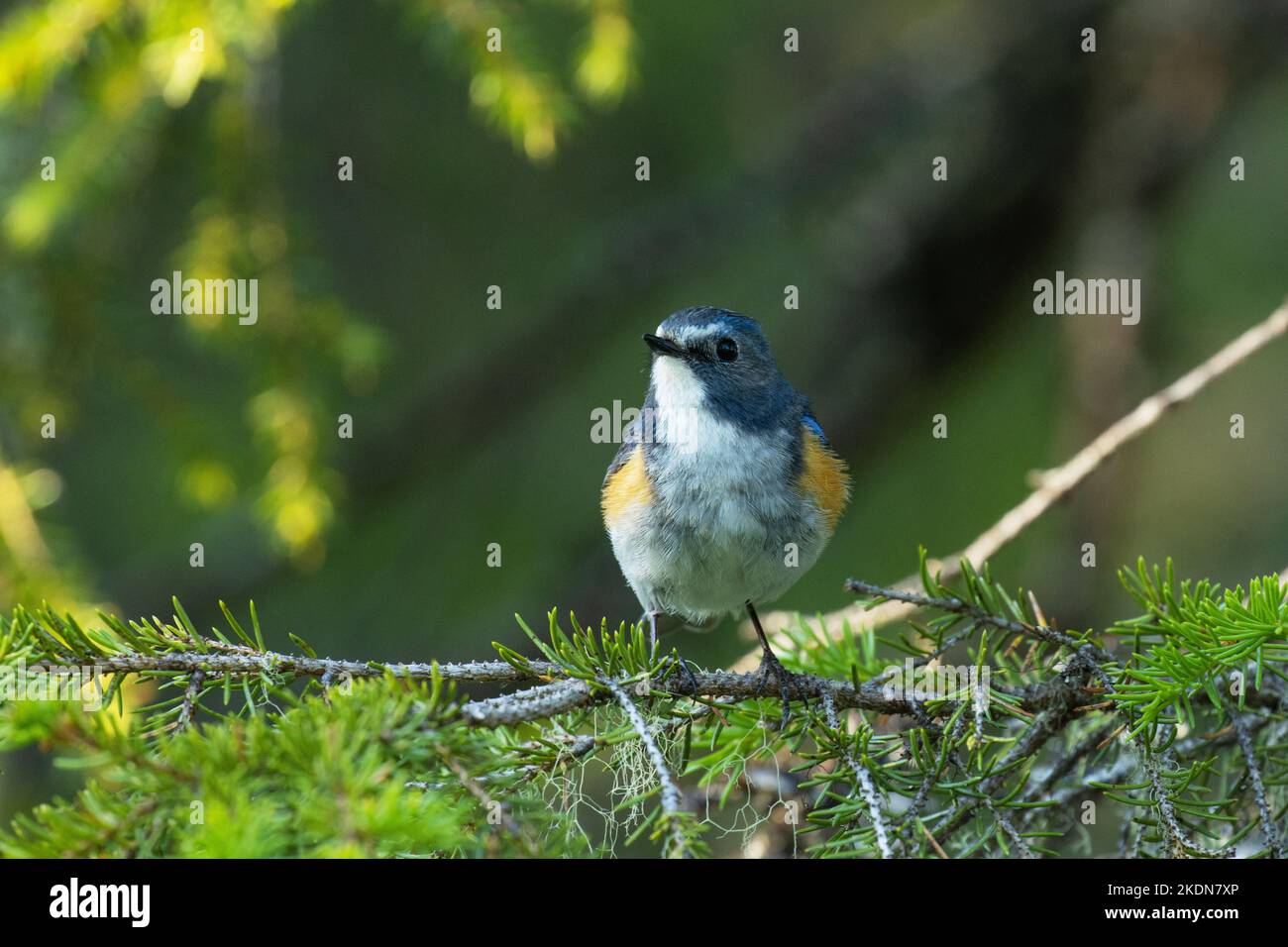 Beautiful Red-flanked bluetail, Tarsiger cyanurus perched in a summery ...