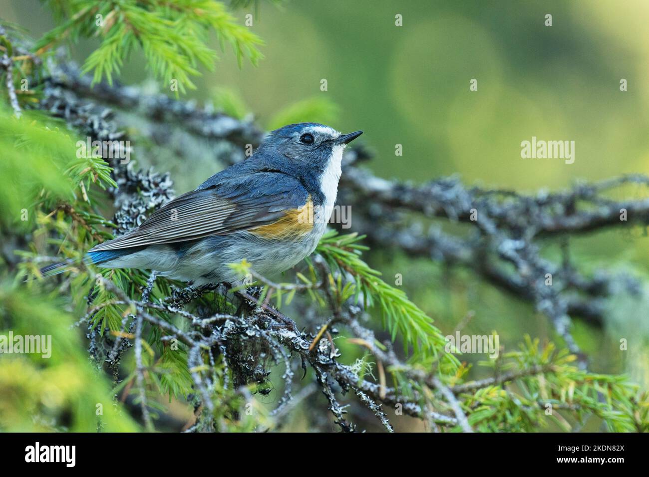 Beautiful Red-flanked bluetail, Tarsiger cyanurus perched in a summery ...