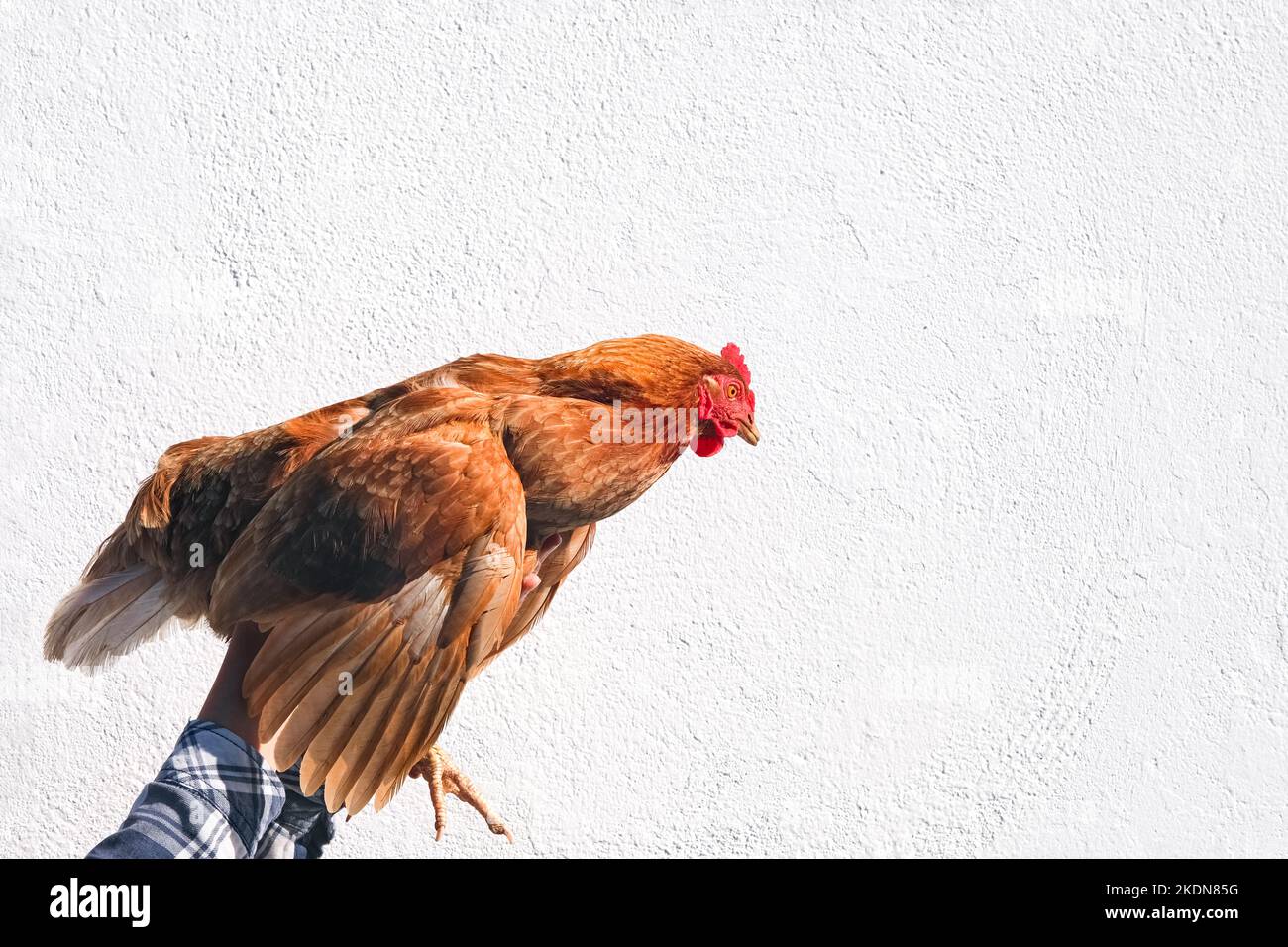 Woman holding rooster hi-res stock photography and images - Alamy