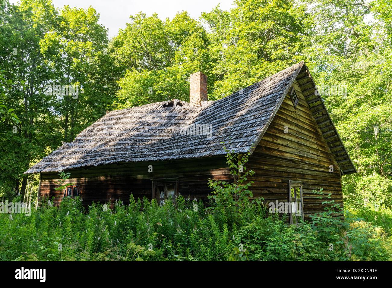 An old and abandoned wooden building in the middle of lush forest in ...