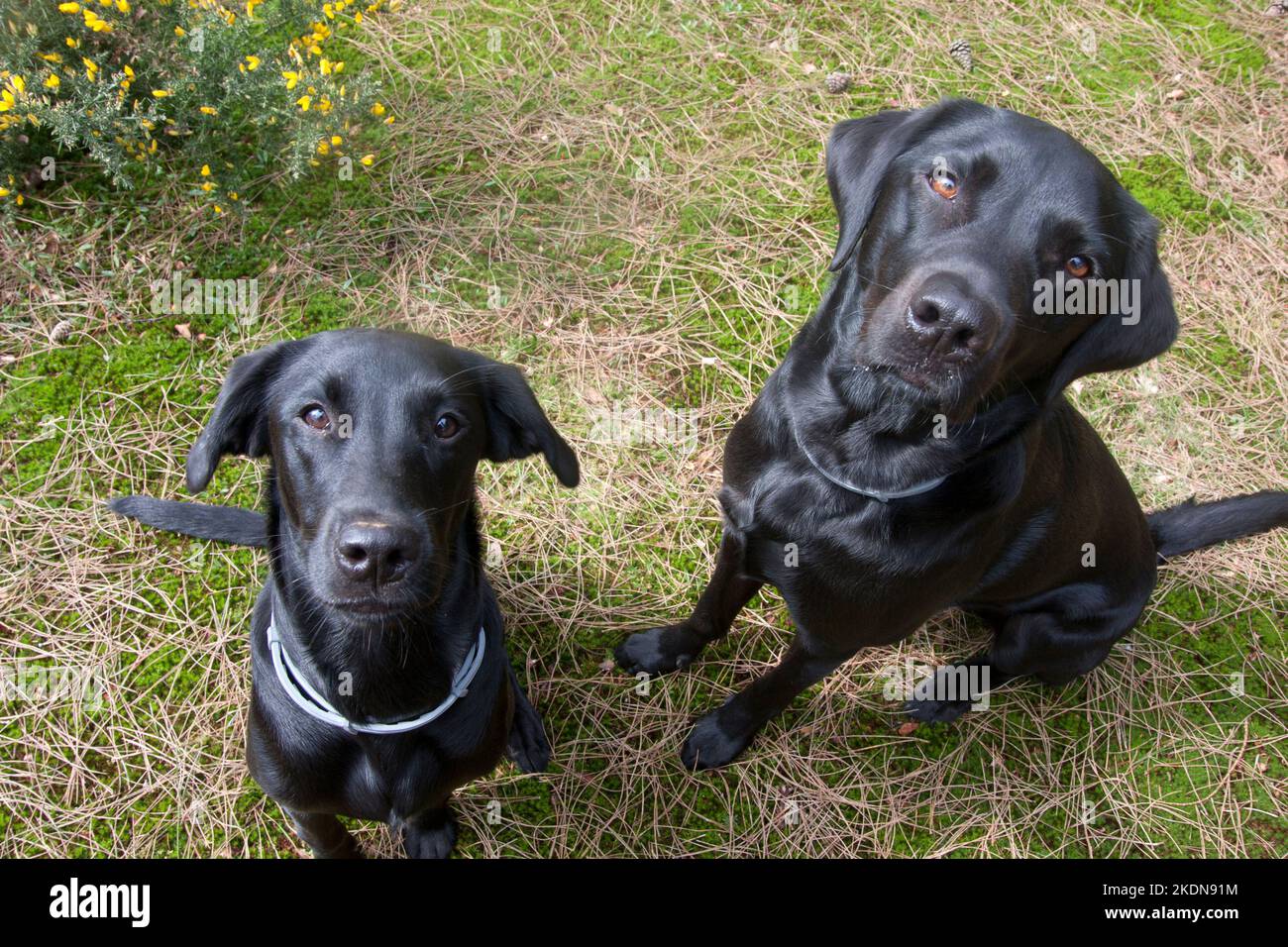 Black labrador puppy and adult hi-res stock photography and images - Alamy