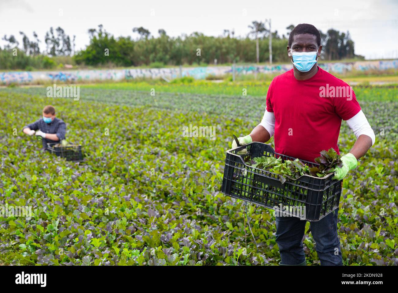 African mask leaf hi-res stock photography and images - Alamy