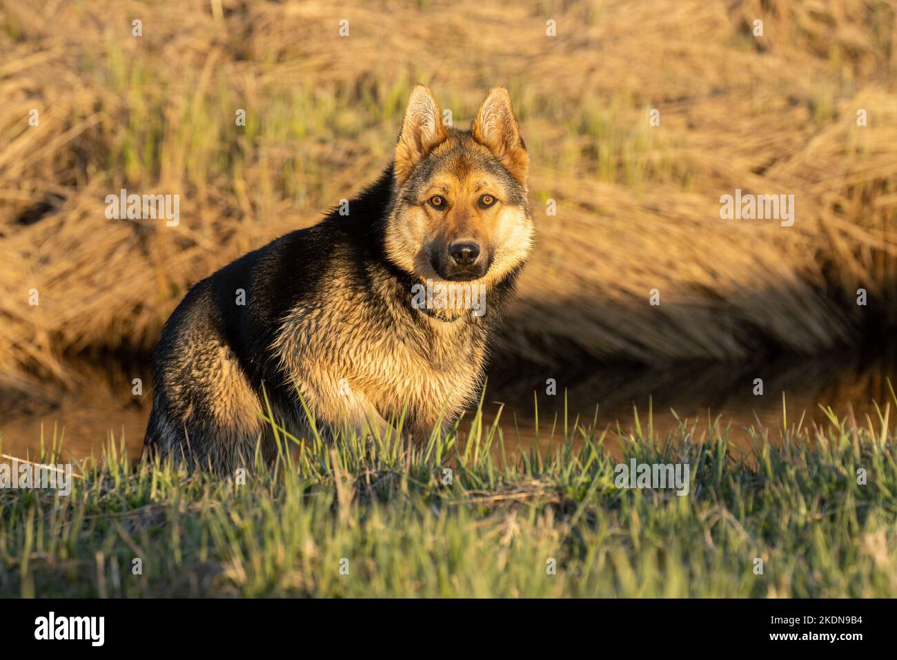 Calm German shepherd standing on a river bank on 1a spring evening in ...