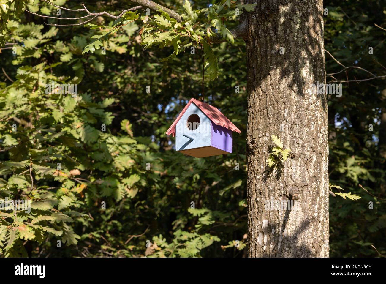 Bird nest box on a tree. Colorful wood bird nest box Stock Photo - Alamy