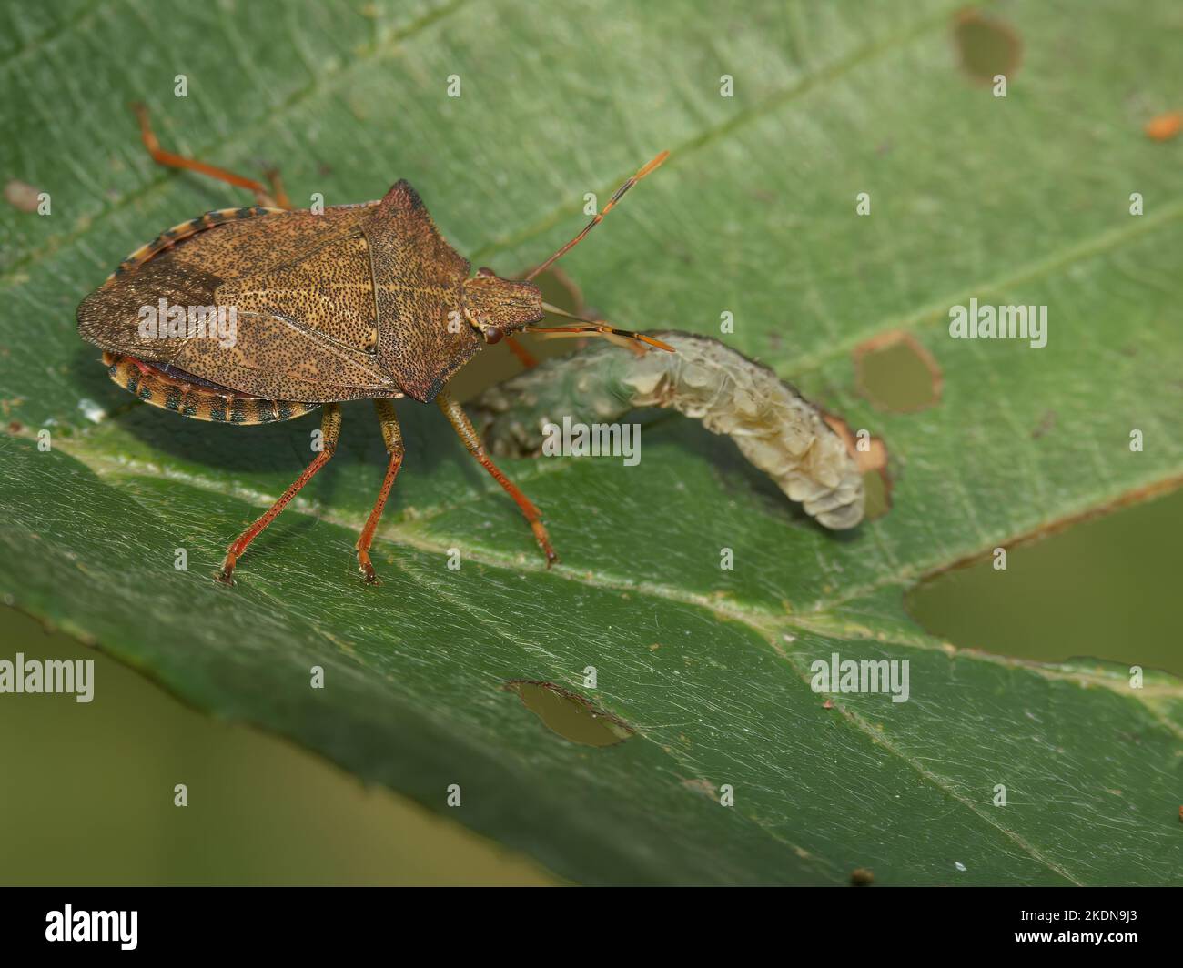 Detailed Closeup on the brown Dock leaf bug, Arma custos eating a ...