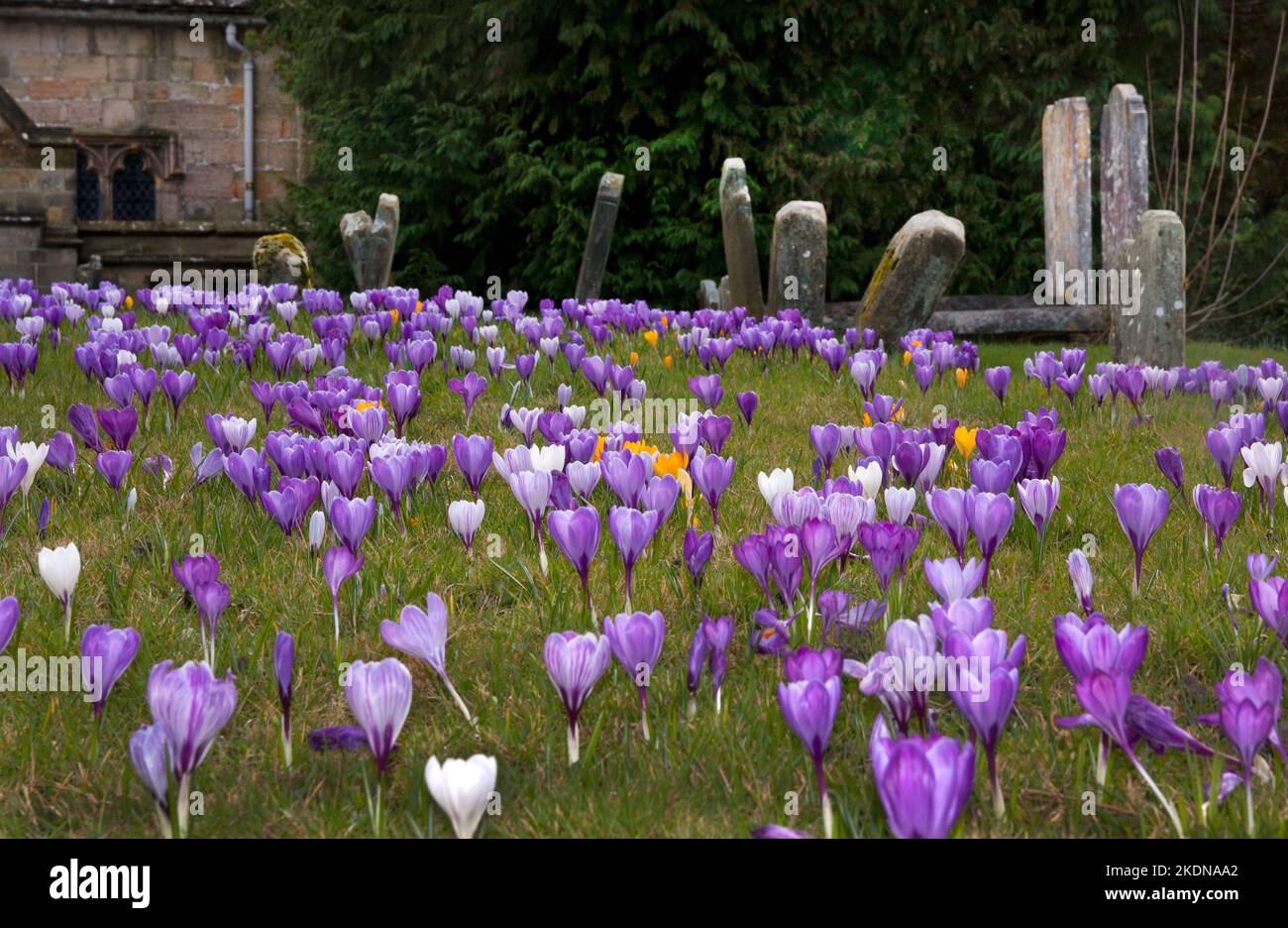 carpet of crocuses growing in All Saints Church graveyard, Lindfield nr ...