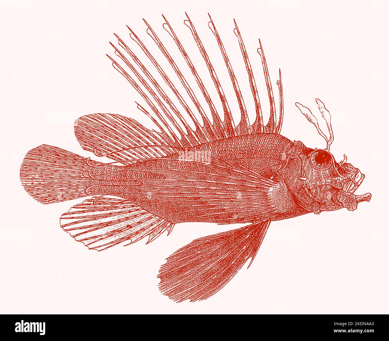 Red lionfish pterois volitans, venomous coral reef fish in side view ...