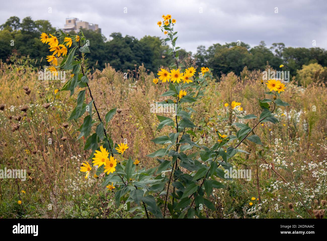 Prairie preserve milwaukee hi-res stock photography and images - Alamy
