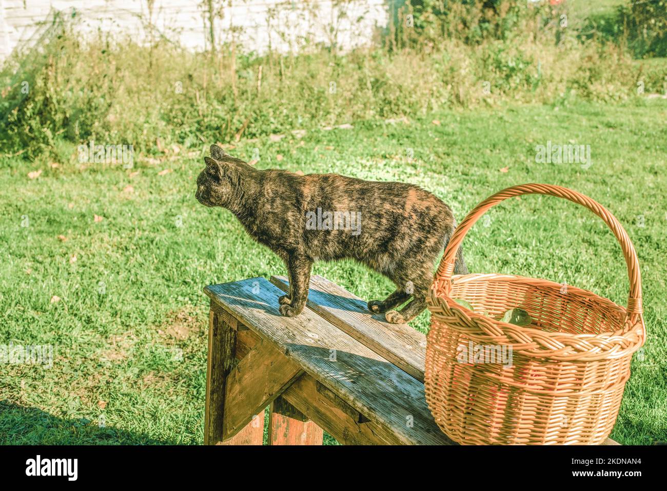Cat standing on the bench in the garden.Autumn season. High quality ...