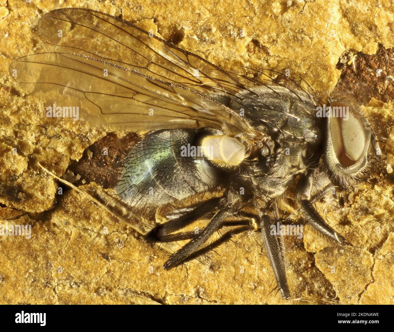 Super-macro lateral view of Bush Fly (Helina Stock Photo - Alamy
